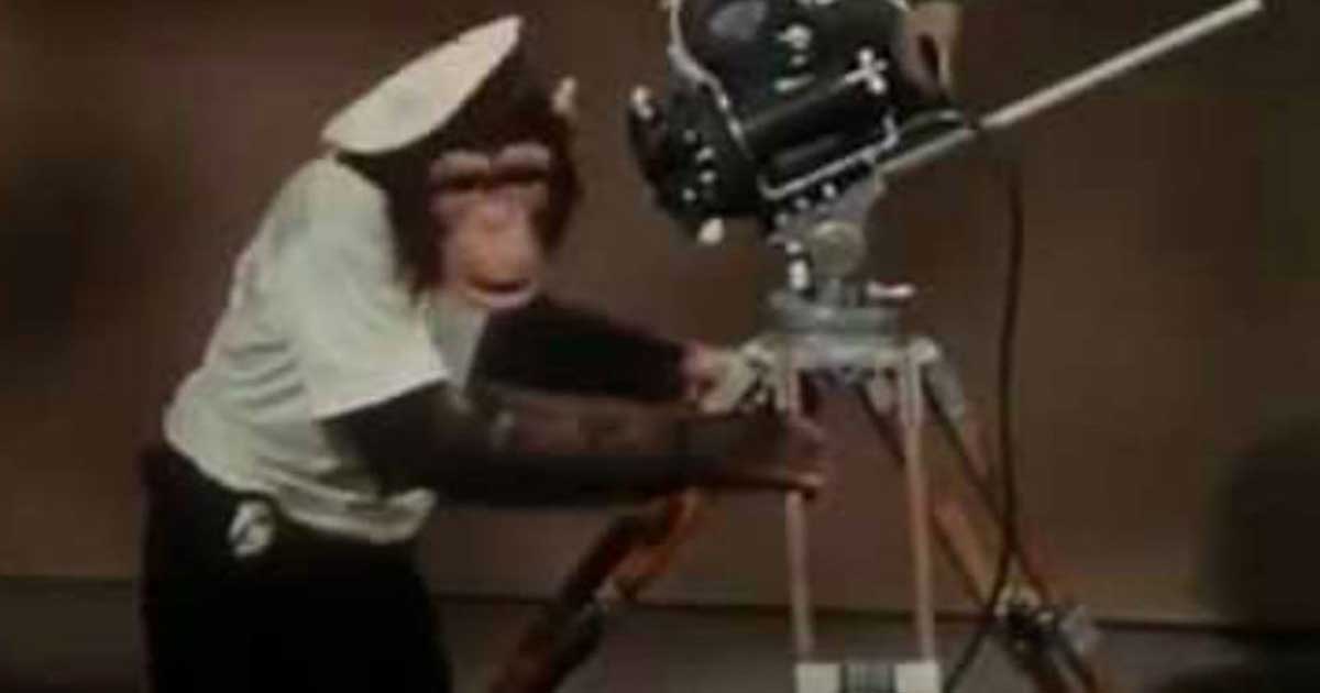 Monkey Club: A Podcast About Monkeys | The CageClub Podcast Network